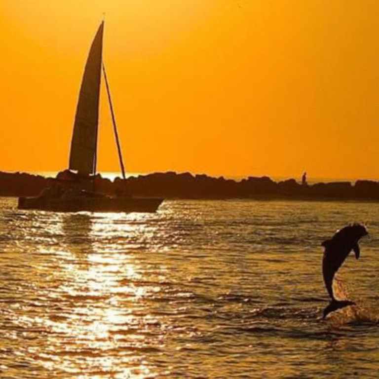PCB Dolphin Cruises, Tiki Boat & Shell Island Tours | Dolphin Cruise Co.
