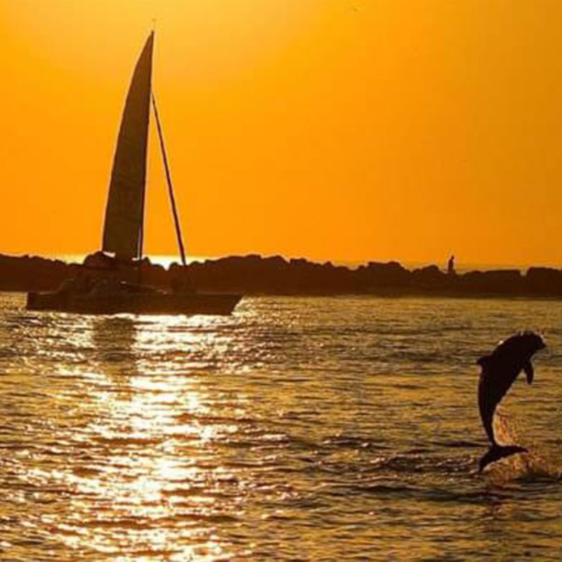 Sunset Dolphin Cruises in Panama City Beach FL | (850) 333-7045