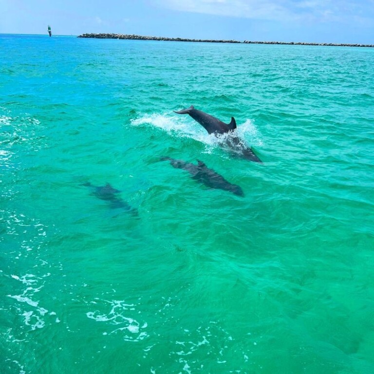 PCB Dolphin Cruises, Tiki Boat & Shell Island Tours | Dolphin Cruise Co.
